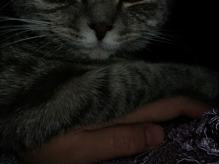 Британская кошка вязка