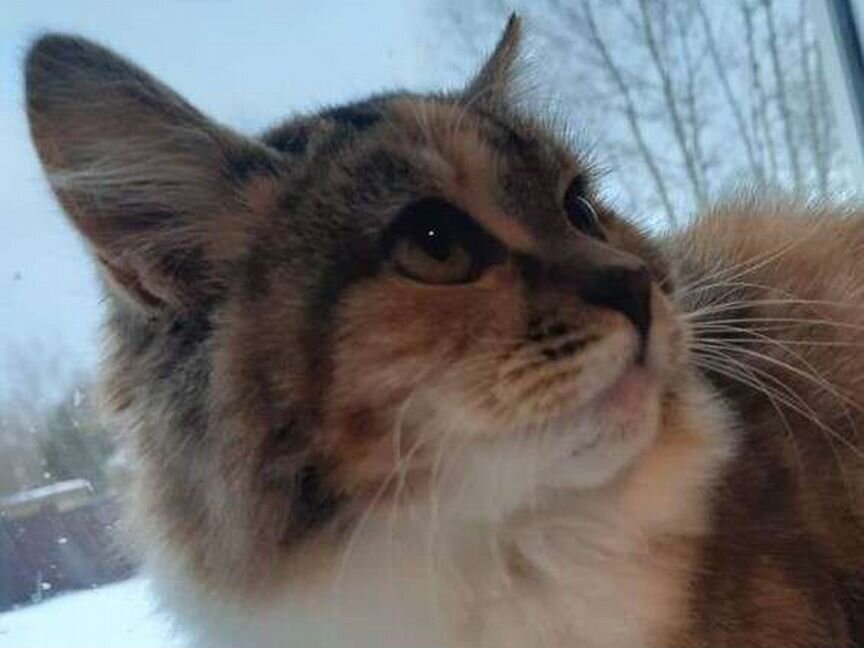 Кошечка умница в дар