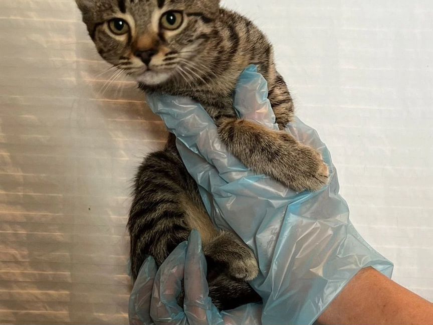 Котенок в добрые руки