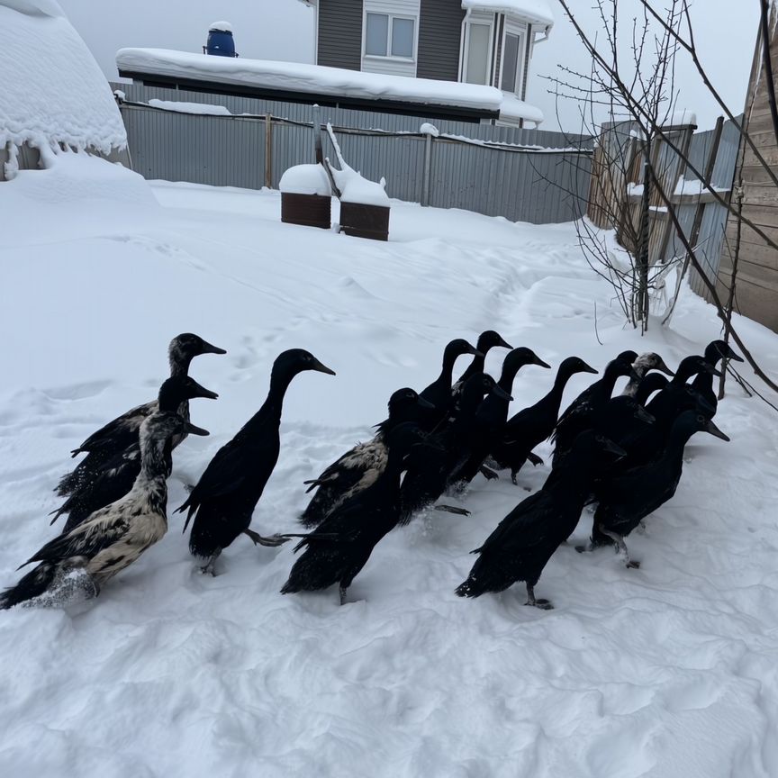 Утки индийские бегунки, куры и петухи