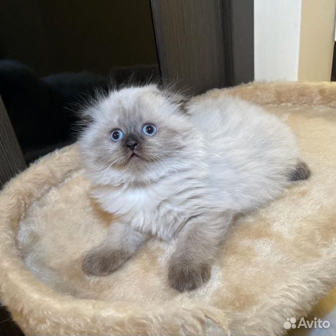 Скотиш фолд -шотландские вислоухие кошки