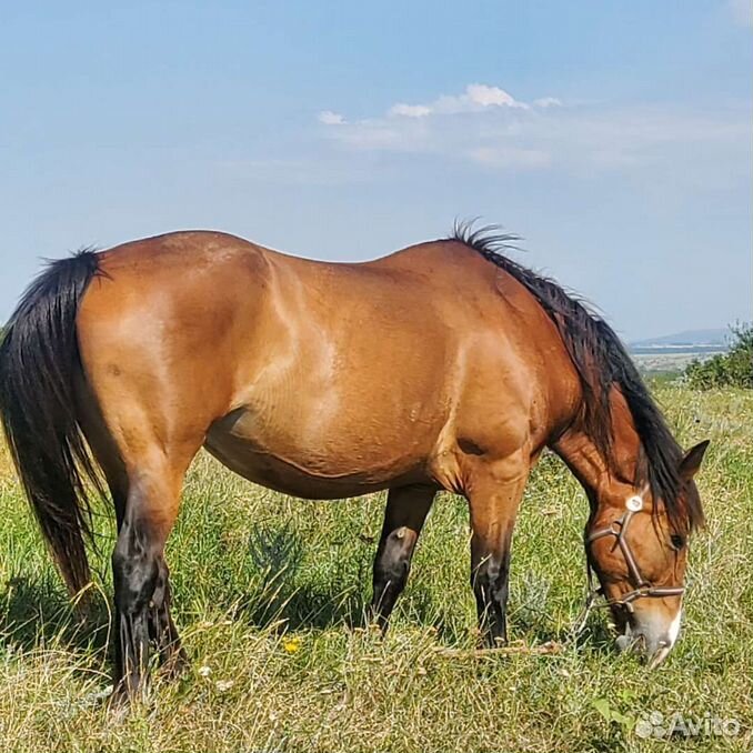 Продаётся кобыла Владимирский тяжеловоз