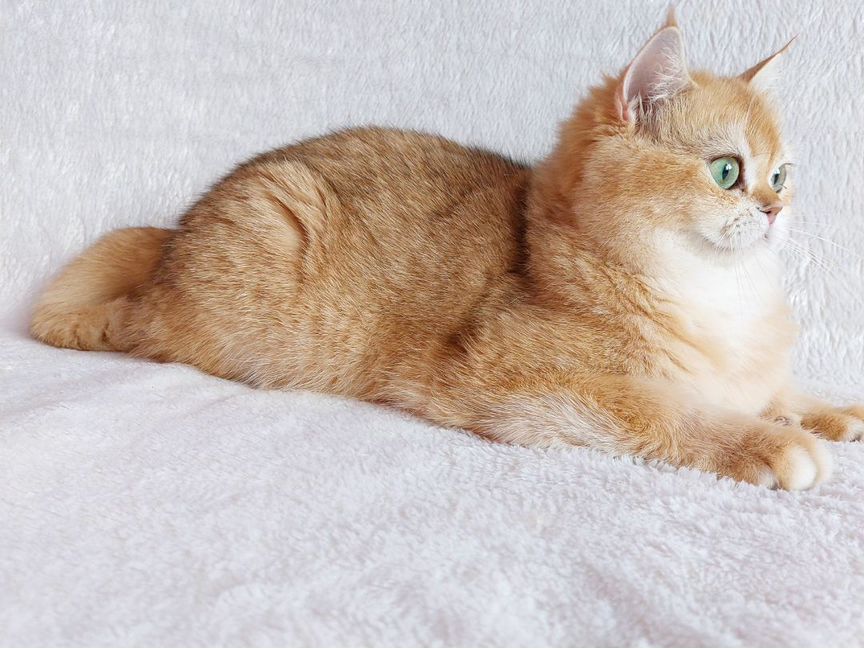 Котята золотая шиншилла