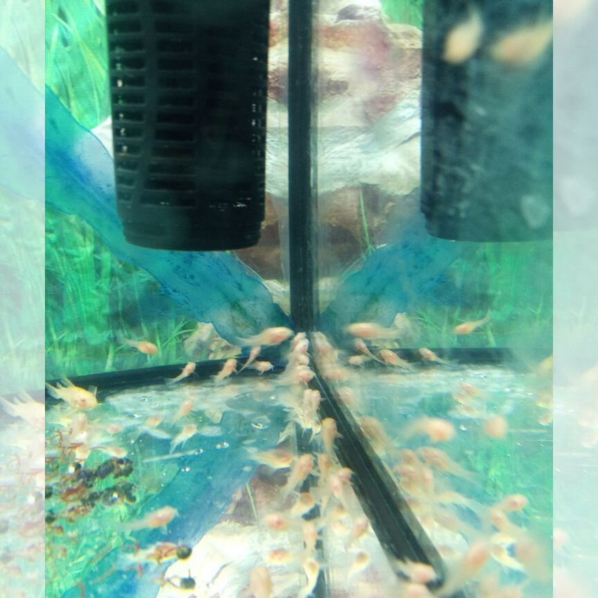 Корики альбиносы