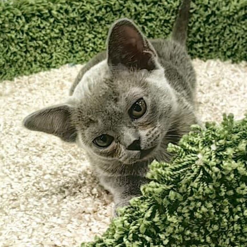 Котята европейской бурмы