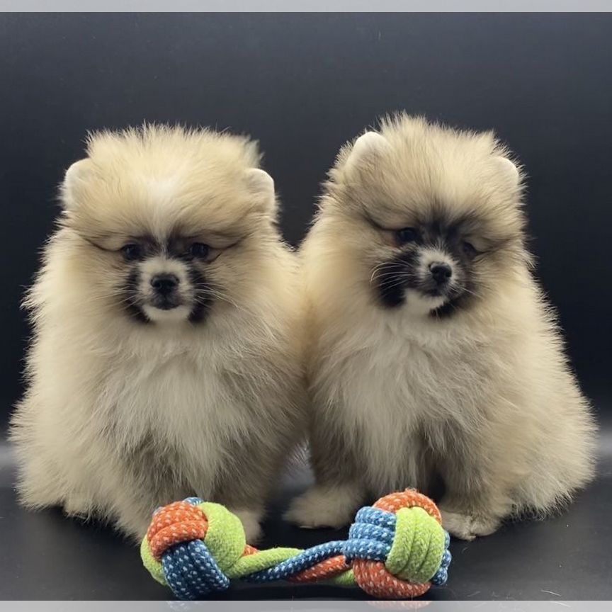 Померанский шпиц, щенок