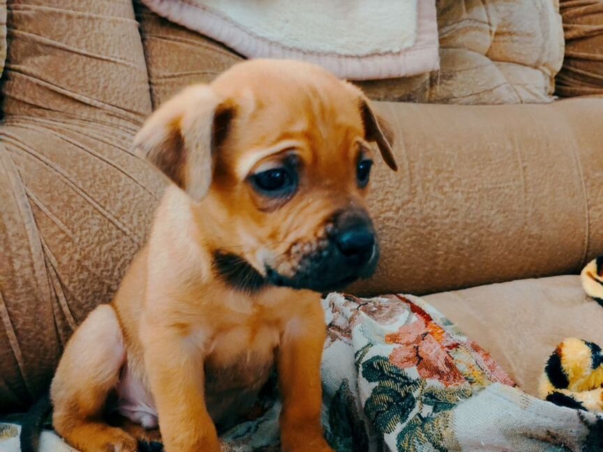 Славный малыш