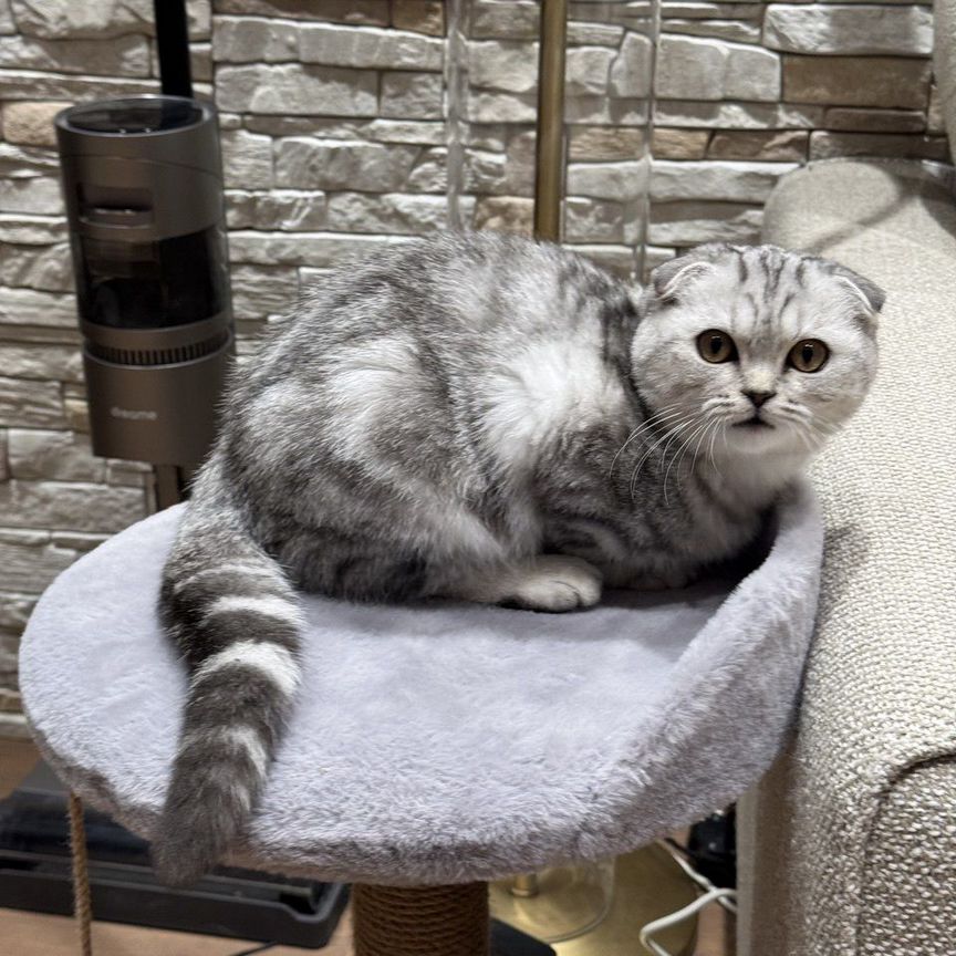 Отдам кошку в добрые руки