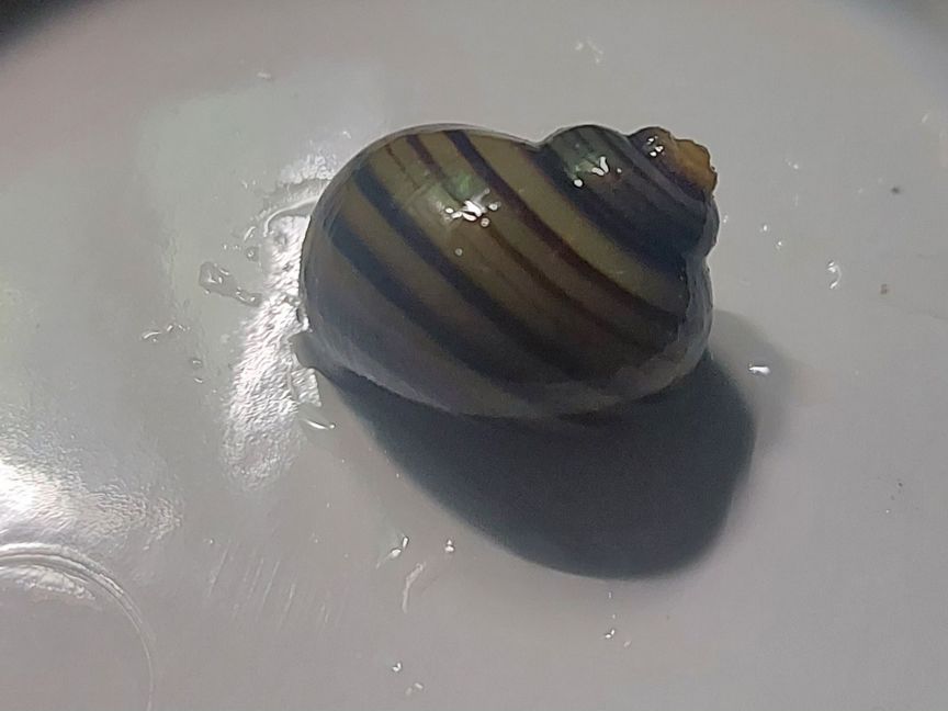 Улитки аквариумные отдам