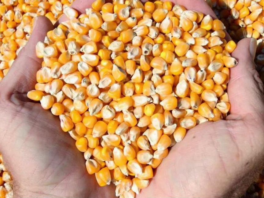 Кукуруза фуражная