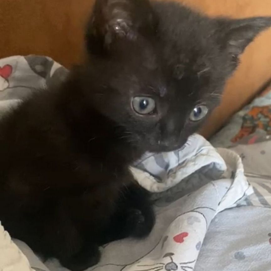 Отдам котенка