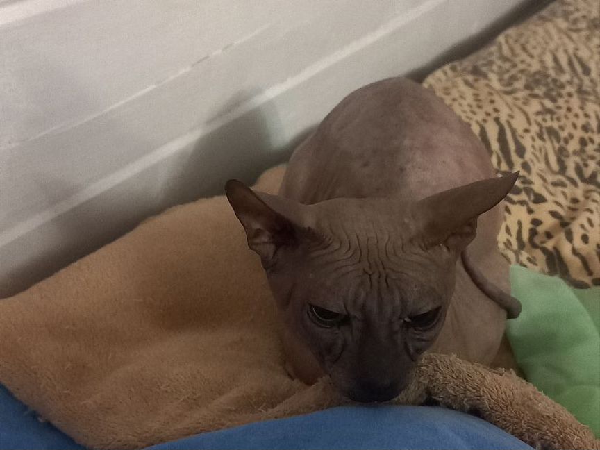 Донской сфинкс бесплатно