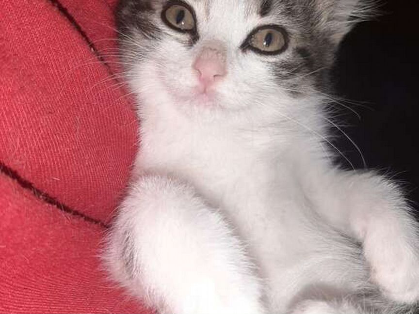 Котенок Месси