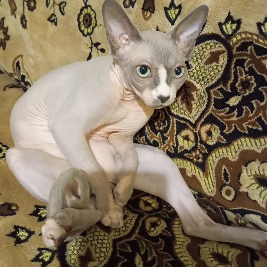 Канадский сфинкс вязка кот