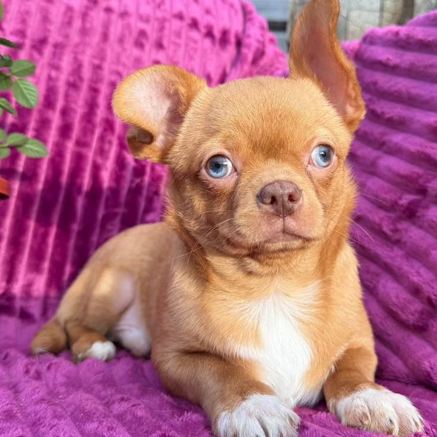 Чихуахуа, щенок