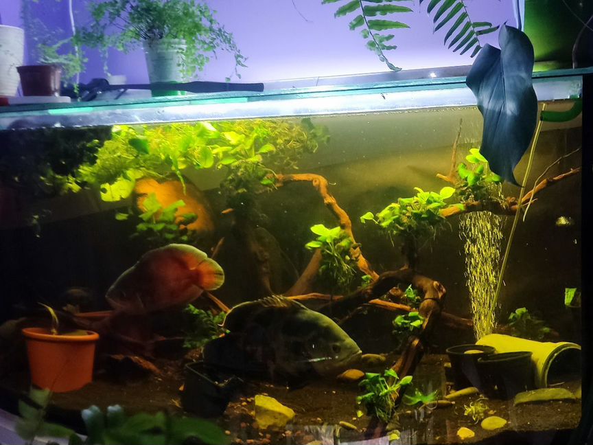 Аквариум 500 литров с тумбой