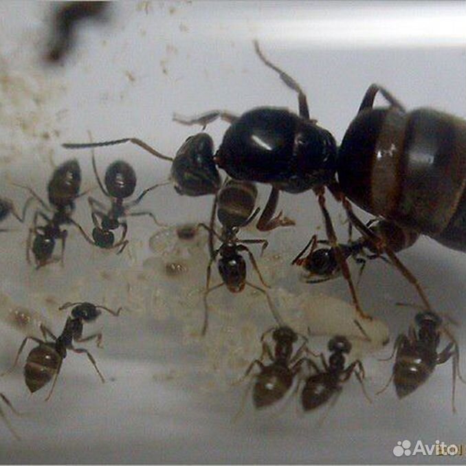 Муравьи вида lasius niger