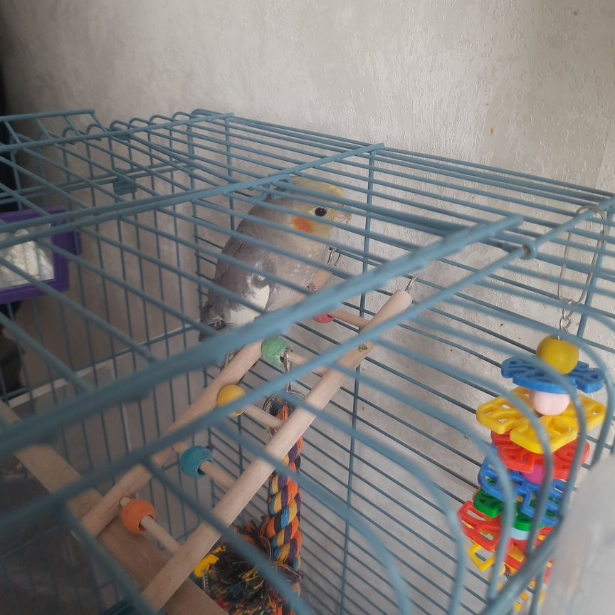 Попугай корелла мальчик птенец