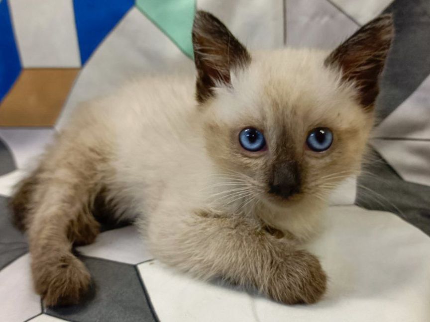 Котенок Таир