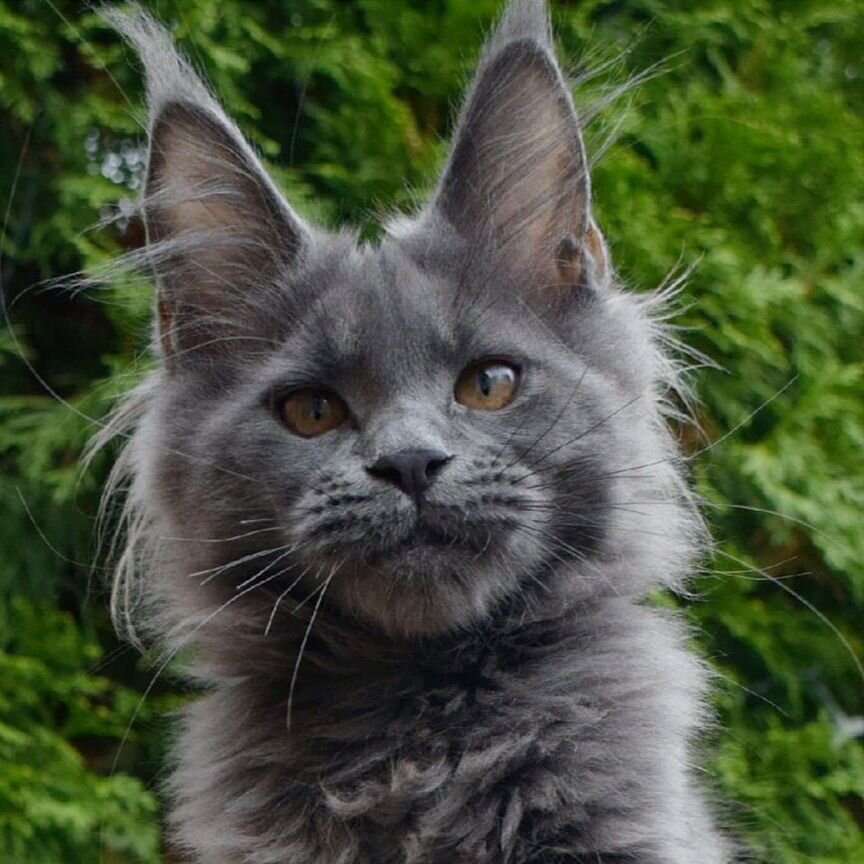 Котята с отличным характером