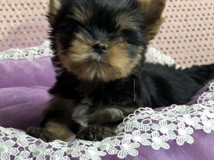 Щеночки Йорка