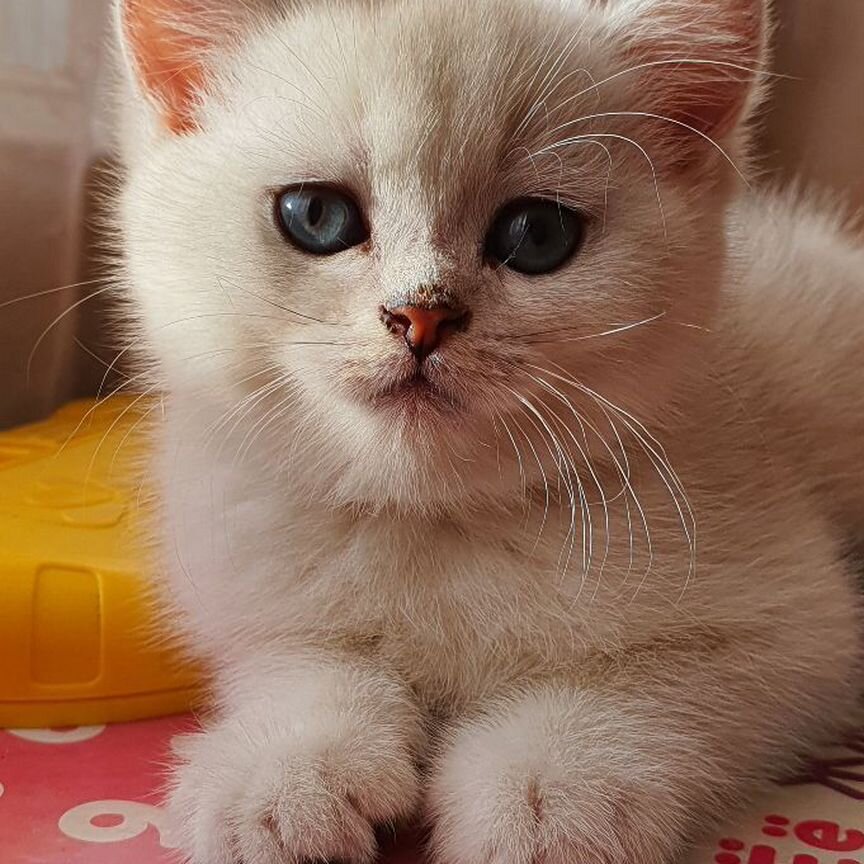 Белый британский котенок