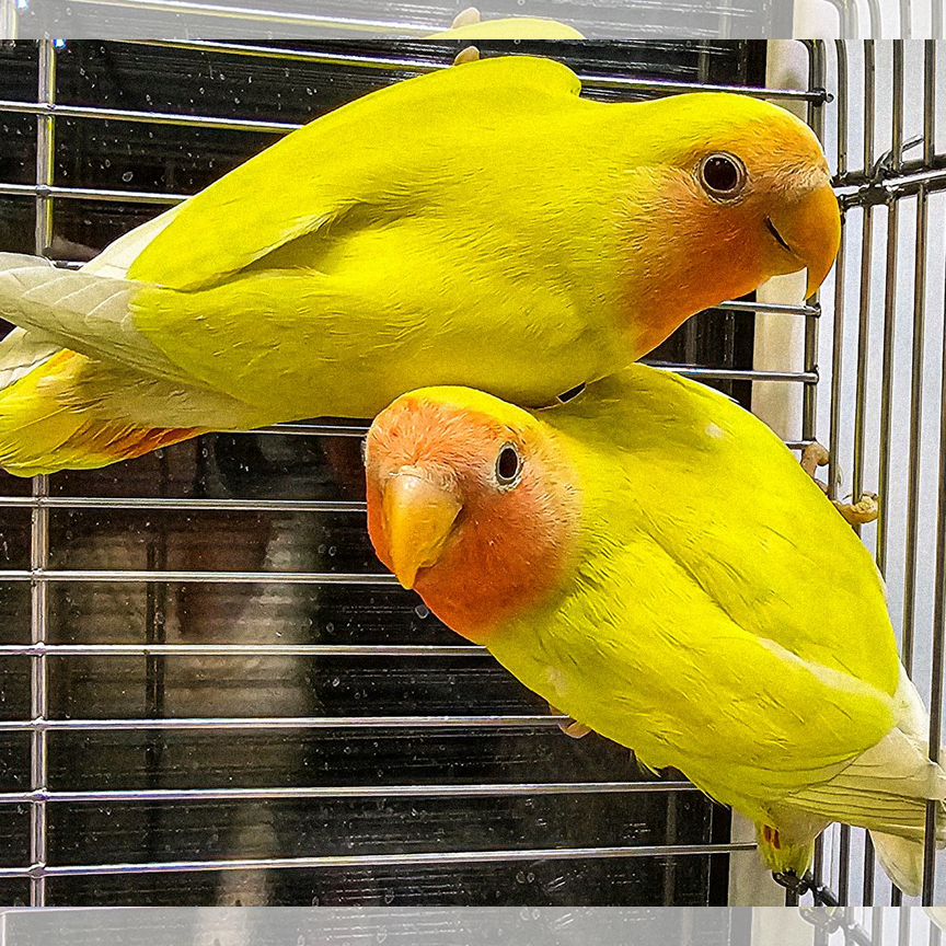 Попугай неразлучники