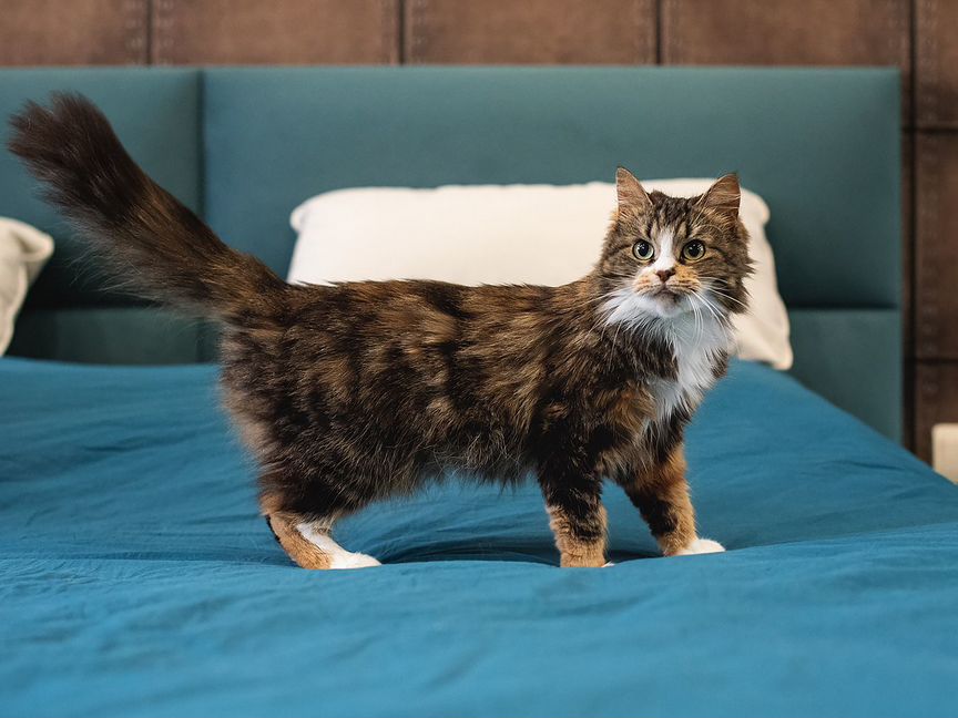 Кошка Фасолька, 5 лет