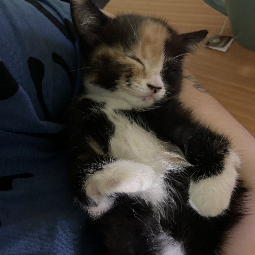 Котенкок девочка