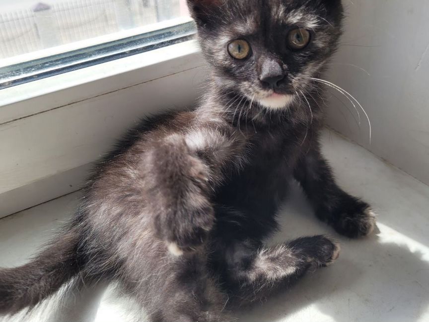 Котенок 1.5 месяца девочкп