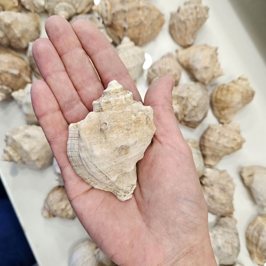 Пакет морских ракушек