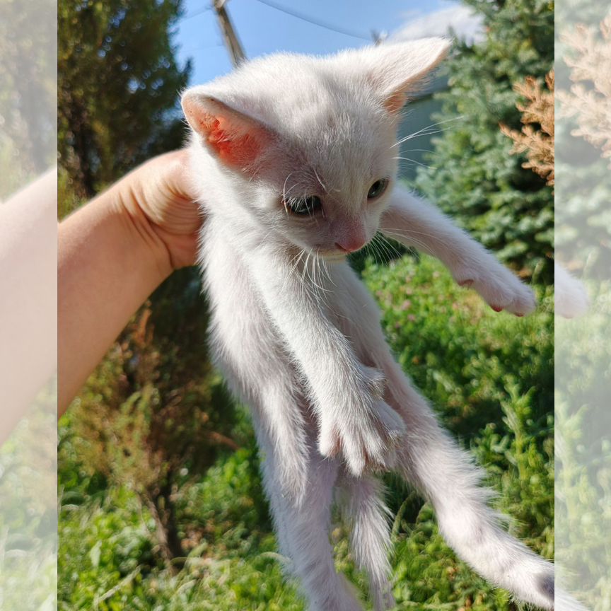 Котенок