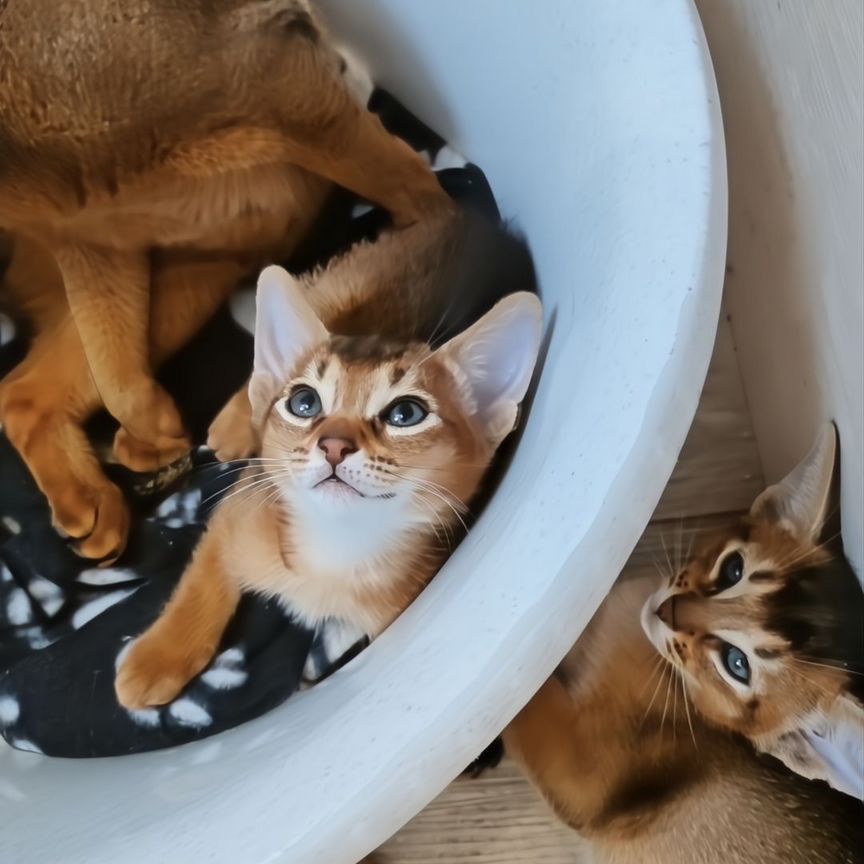 Абиссинский котёнок
