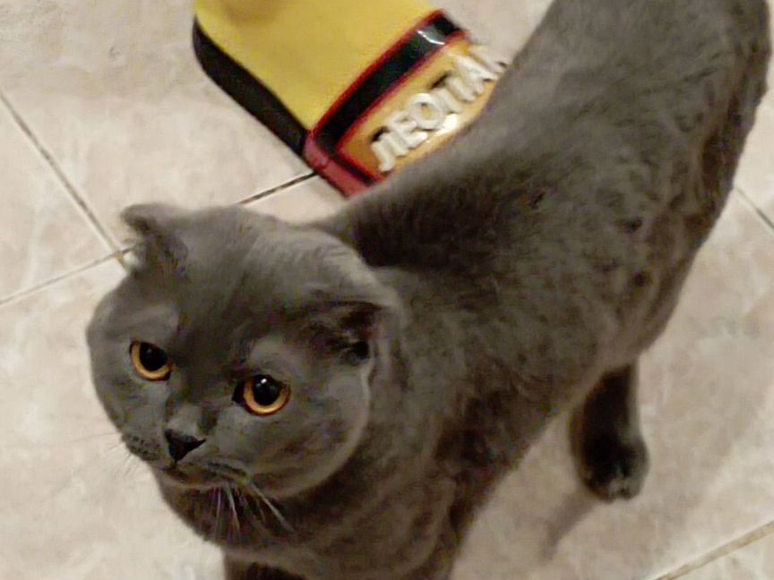 Котик молодой