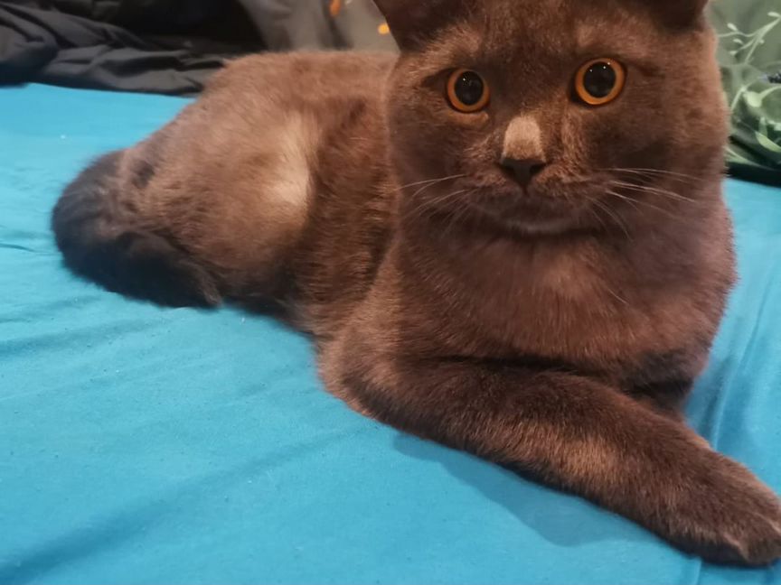 Британская кошка