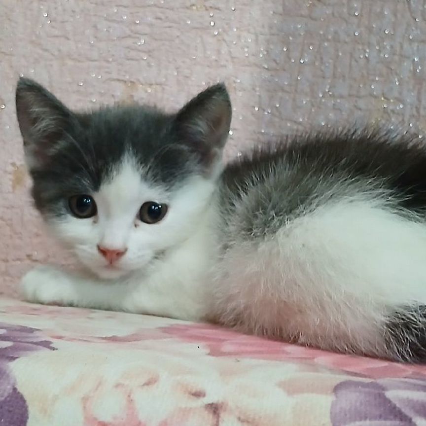 Котёнок в добрые руки