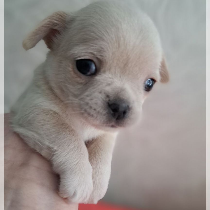 Чихуахуа девочка