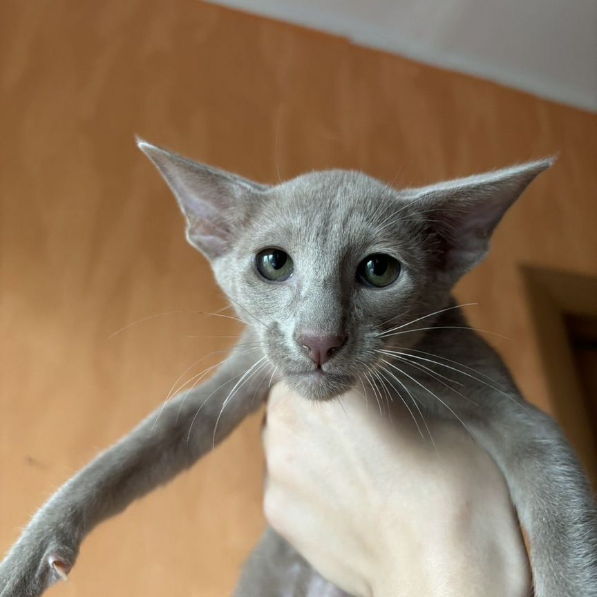 Ориенталы котята