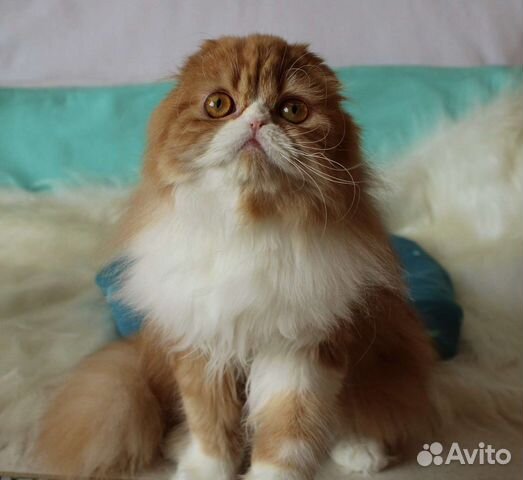 Шотландские котята. Девочка куколка