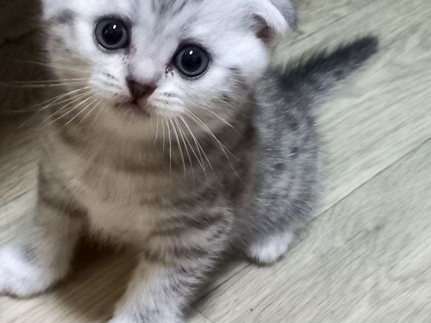 Шотландские котята