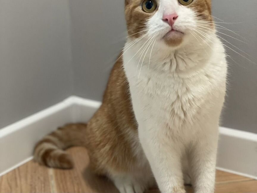 Котик в добрые руки