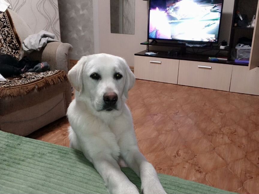 Щенки лабрадора