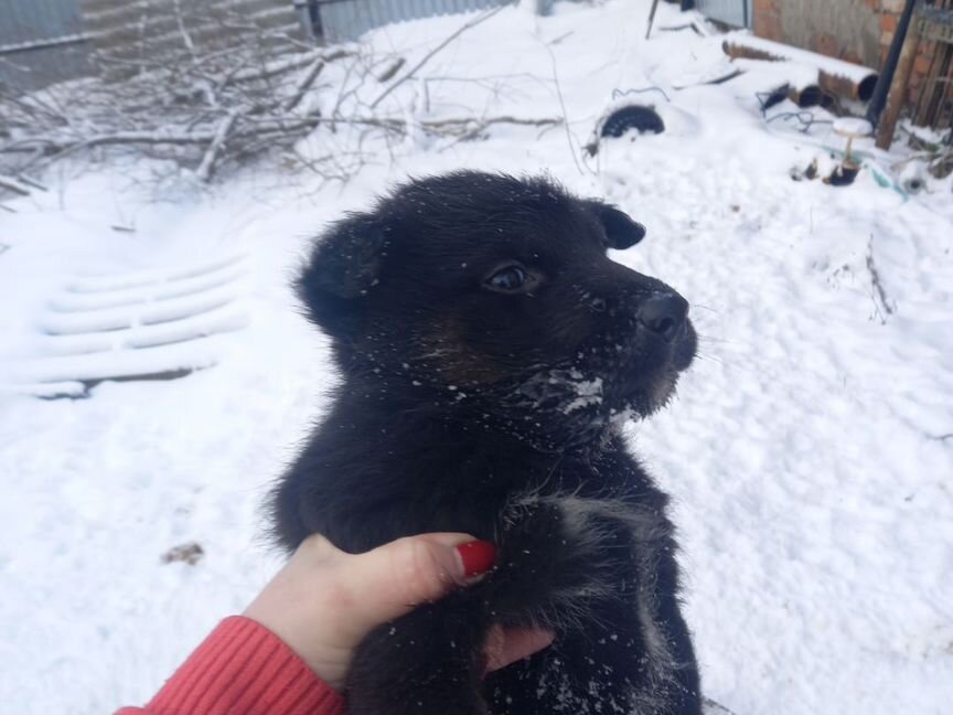 Собака в добрые руки отдам бесплатно