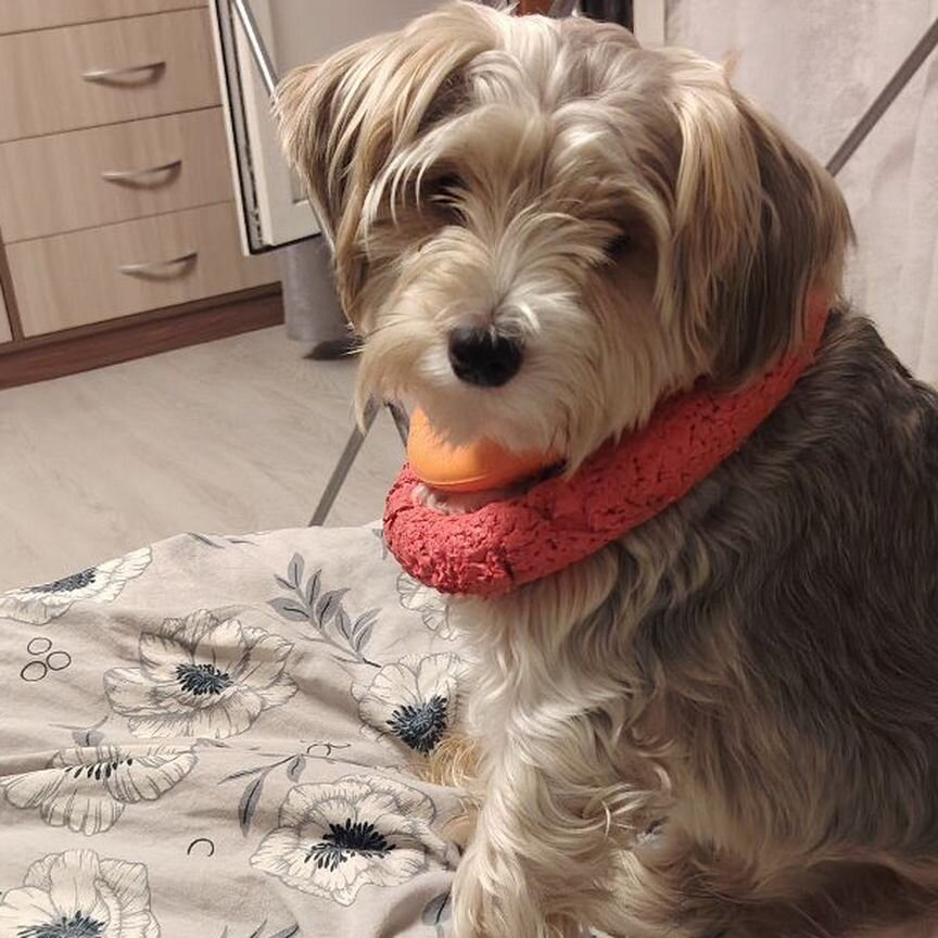 Йоркширский терьер, взрослый пёс