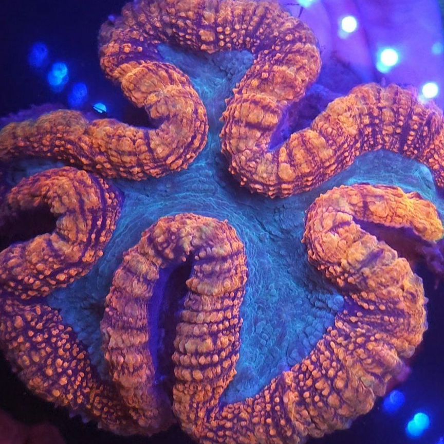 Живой морской коралл Симфиллия (Symphyllia)