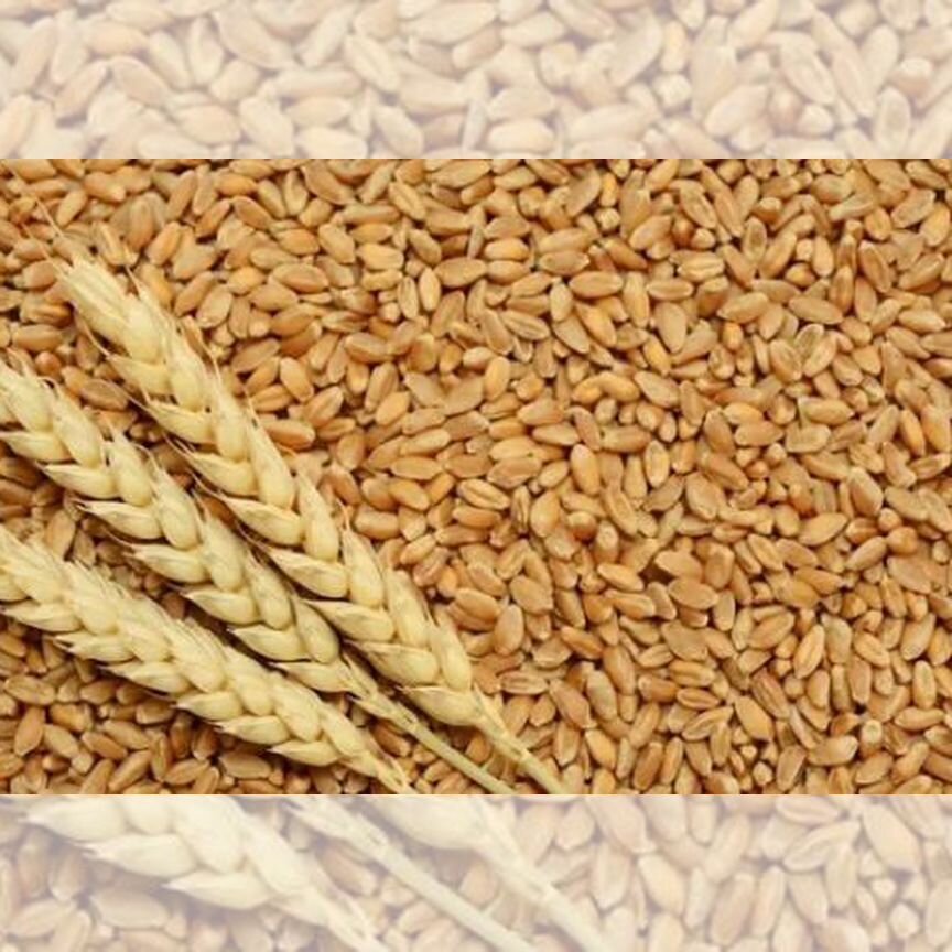 Зерно пшеница