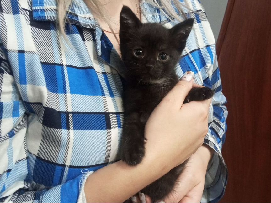 Кошка