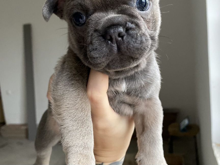 Французский бульдог голубые