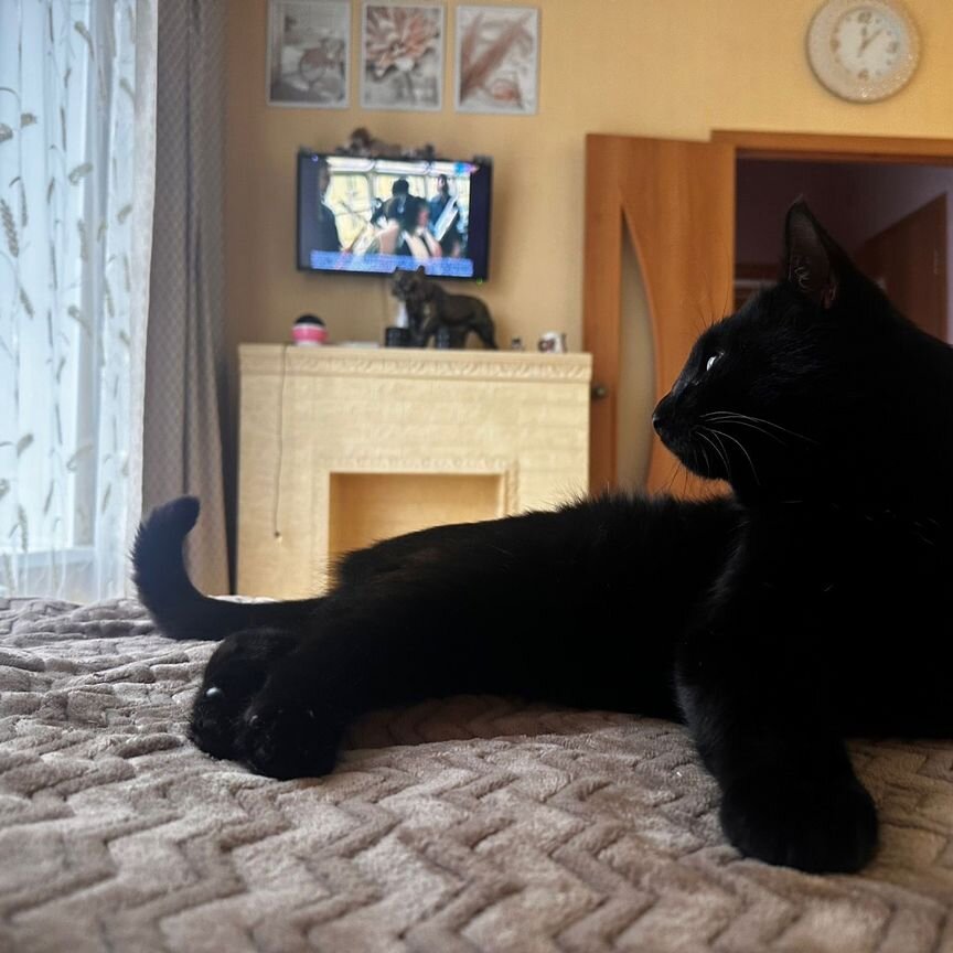 Ласковый черный котик