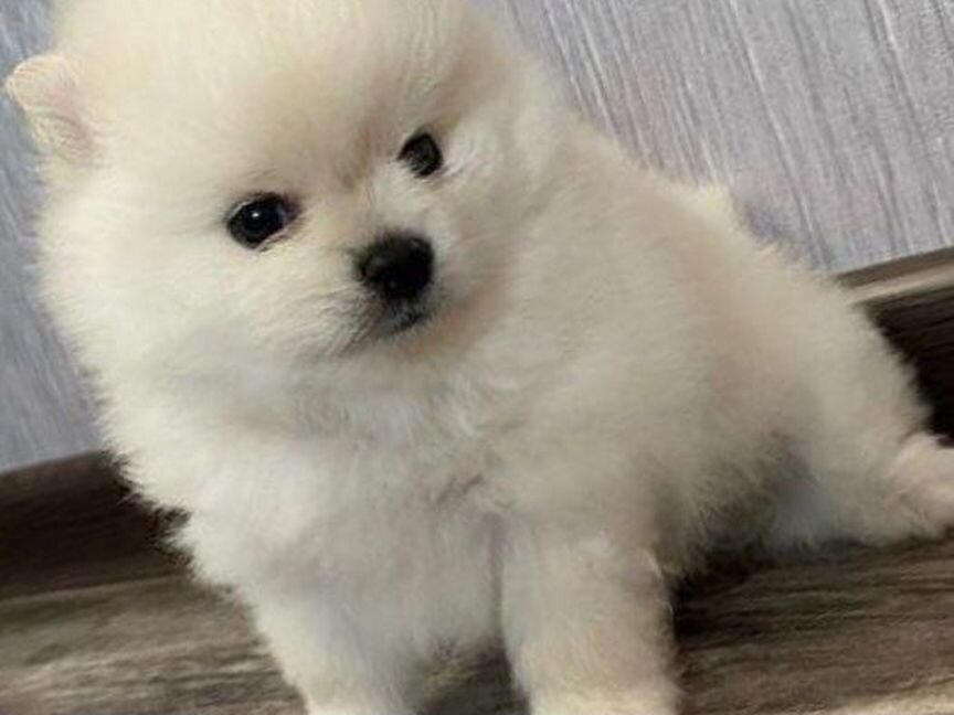 Щенки померанского шпица